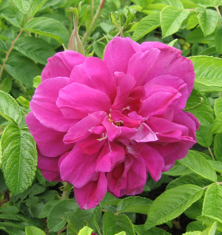 Rose Hansa #2 - Waytogrowgreenhouses