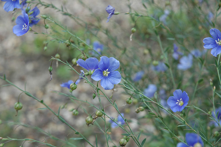 Linum-Flax-Perennial-Blue Sapphire - Waytogrowgreenhouses
