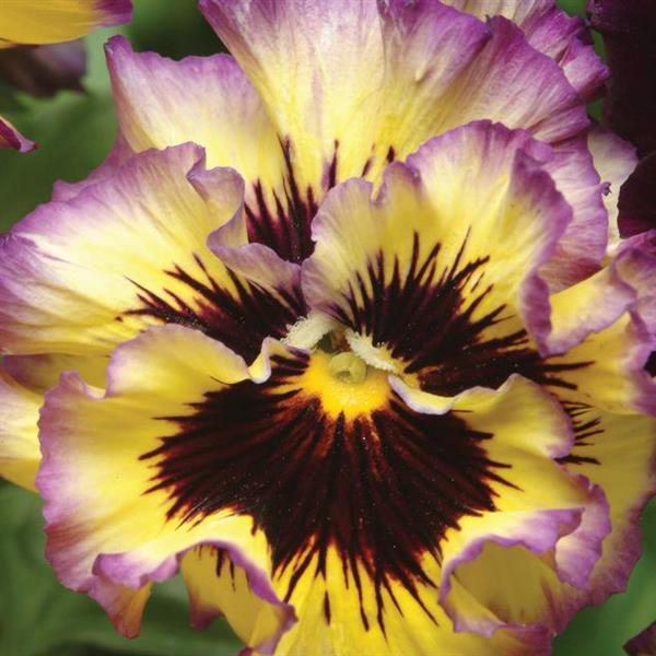 Pansy Matrix White Blotch 6 pk - Waytogrowgreenhouses