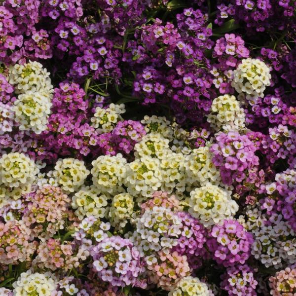 Alyssum Easter Bonnet Mix – Waytogrowgreenhouses
