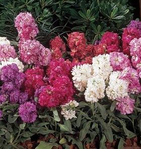 Stock Vintage Mix 6 pk - Waytogrowgreenhouses