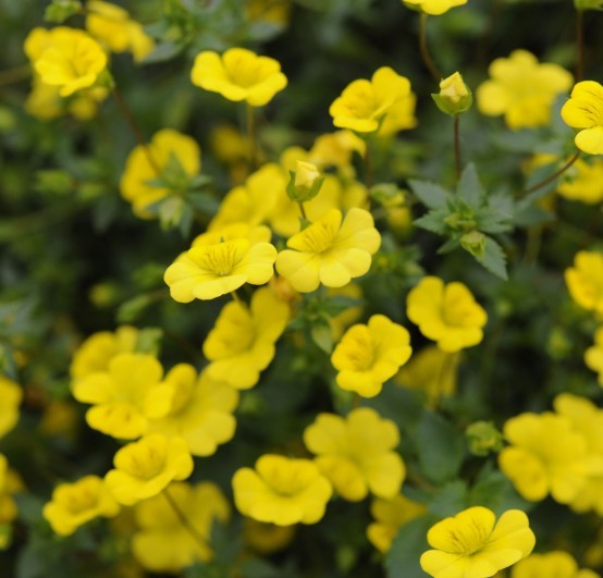 Mecardonia Gold Dust - Waytogrowgreenhouses