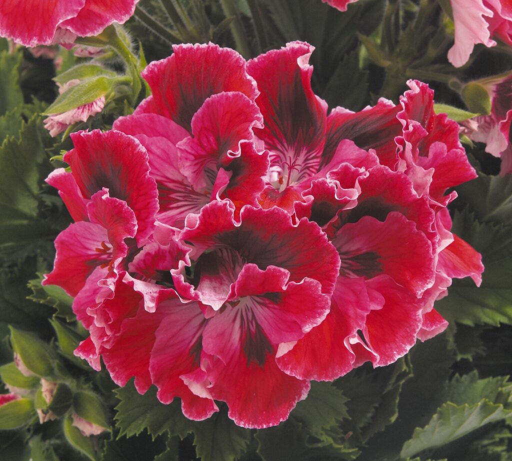 Geranium Regal Elegance Red Velvet - Waytogrowgreenhouses