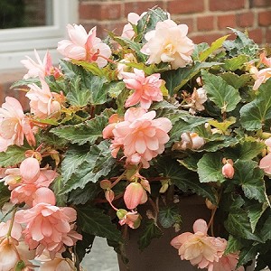 Begonia I'conia Scentiment Peachy Keen - Waytogrowgreenhouses