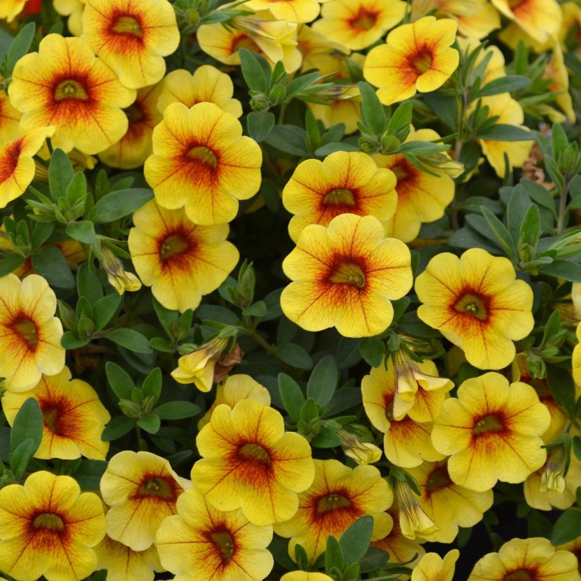 Calibrachoa Aloha Kona Pineapple - Waytogrowgreenhouses