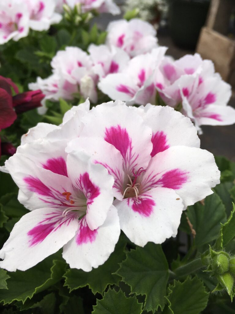Geranium Regal Elegance Royalty White - Waytogrowgreenhouses