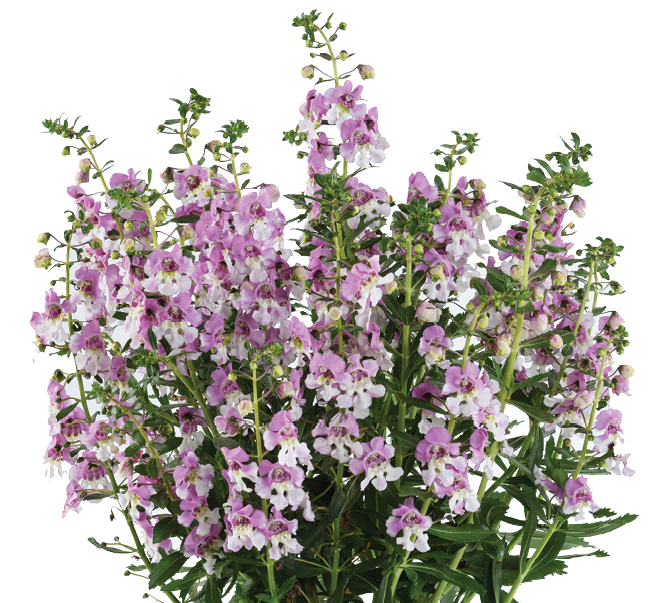 Angelonia Alonia Big Bicolor Pink - Waytogrowgreenhouses