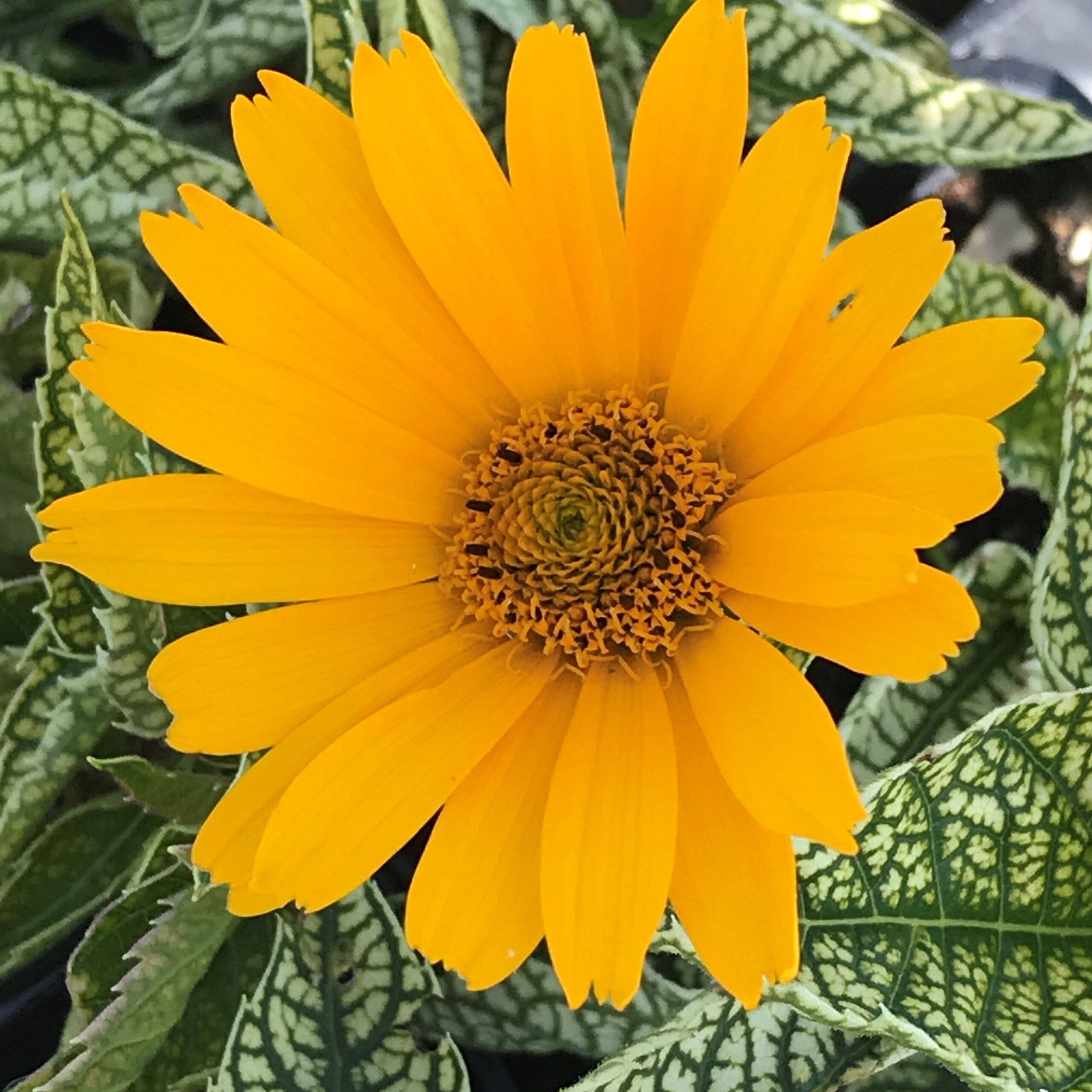 Helichrysum Silver Leaf - Waytogrowgreenhouses