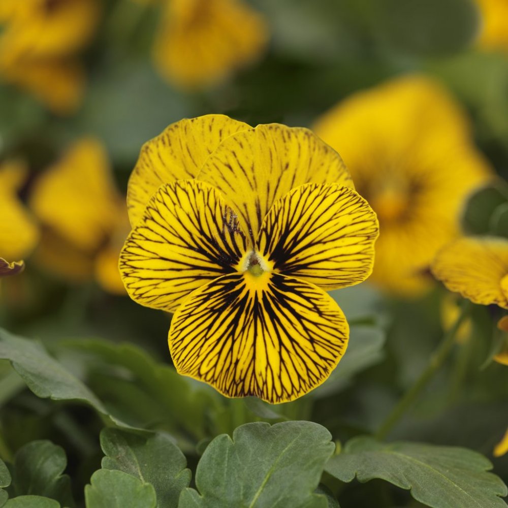 Pansy Viola Sorbet Tiger Eye 6 pk - Waytogrowgreenhouses