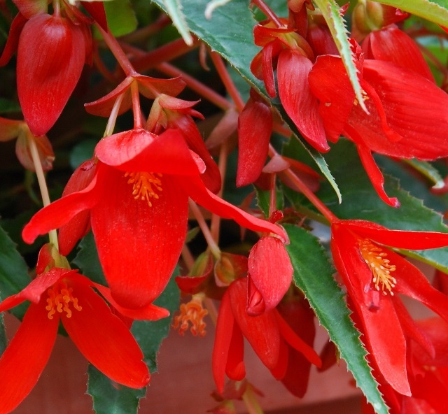 Begonia Nonstop Deep Rose - Waytogrowgreenhouses