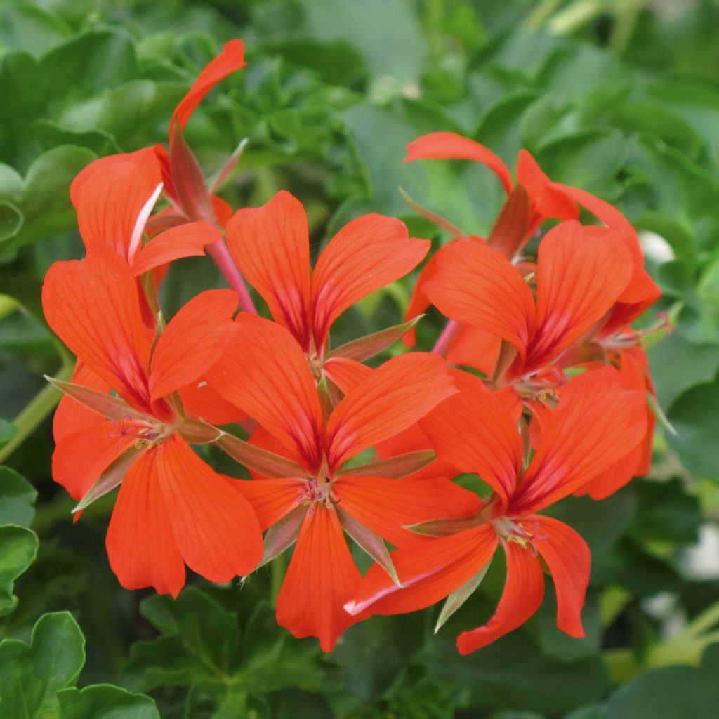 Geranium Decora Red - Waytogrowgreenhouses