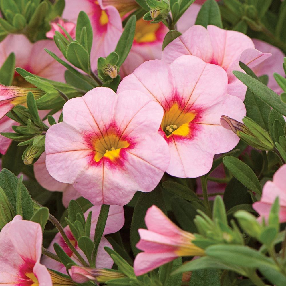 Calibrachoa Cabaret Bright Red - Waytogrowgreenhouses