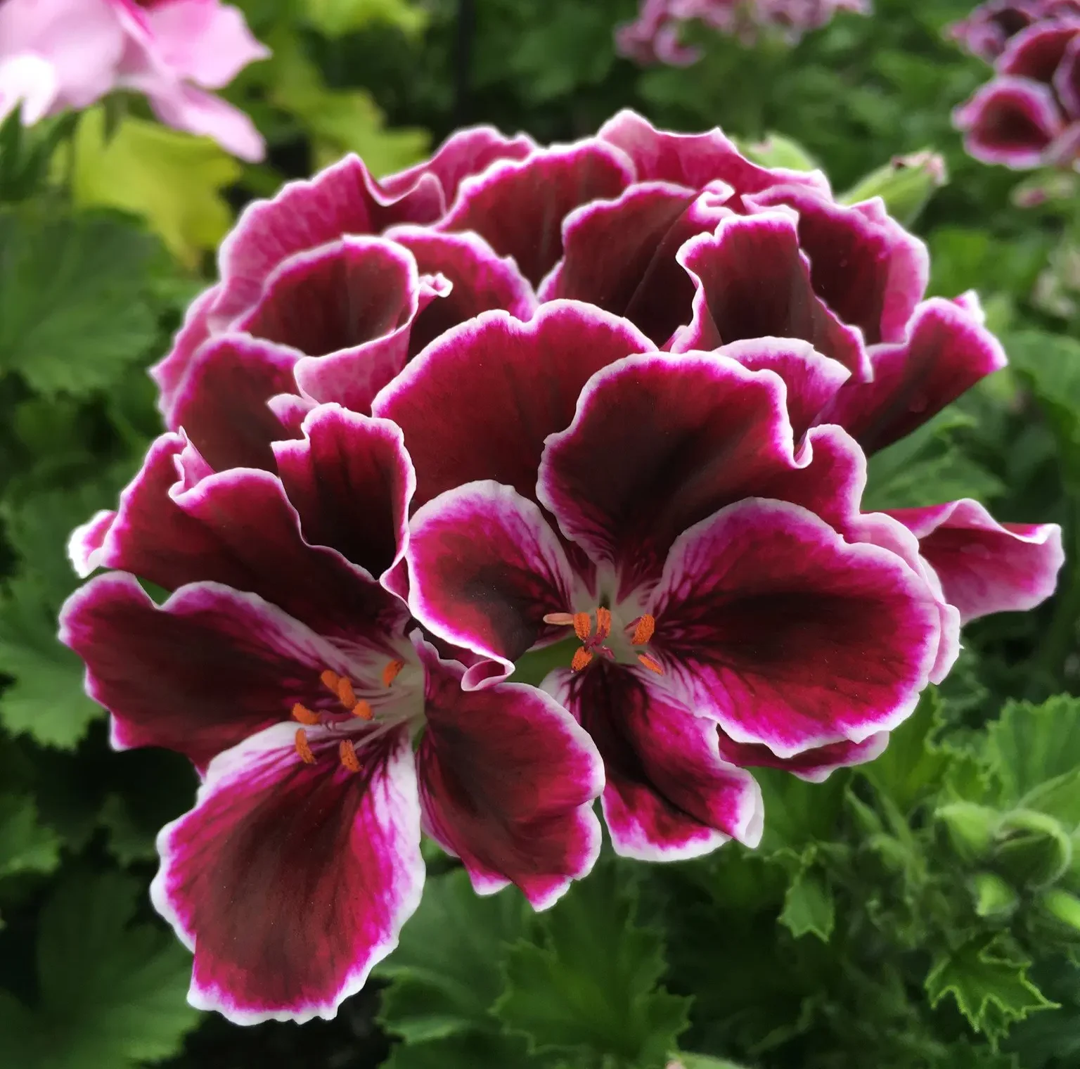Geranium Regal Elegance Burgundy - Waytogrowgreenhouses